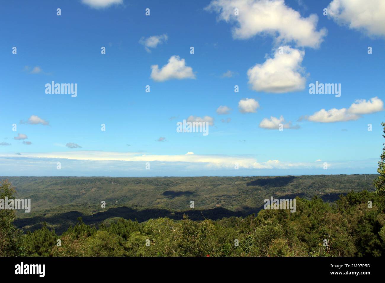 Pine tree in yogyakarta hi-res stock photography and images - Alamy