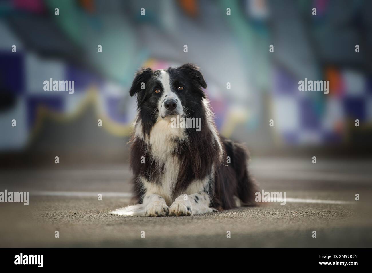 Adult border collie dog with colorful background Stock Photo - Alamy