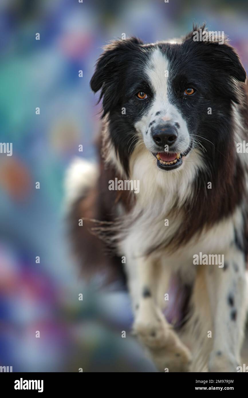 Adult border collie dog with colorful background Stock Photo - Alamy