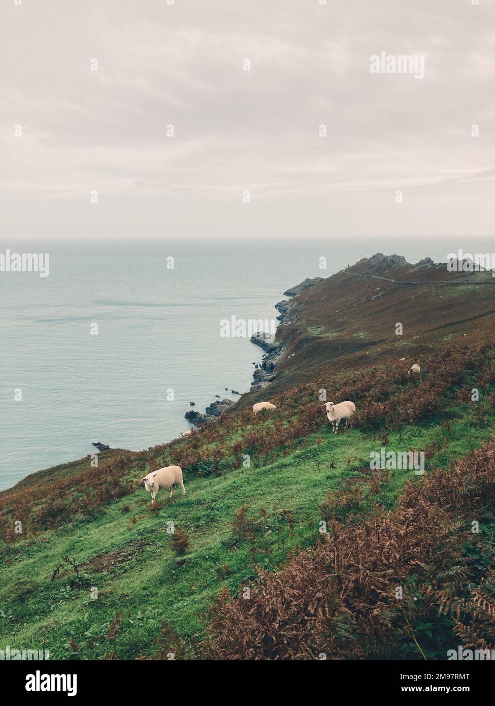 Sheep on a coastal cliff by sea, Devon, England, UK Stock Photo - Alamy