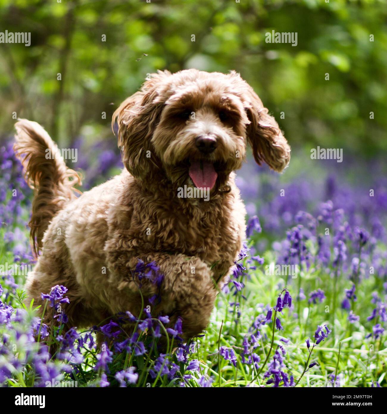Happy Cockapoo dog amongst the Bluebells Stock Photo - Alamy