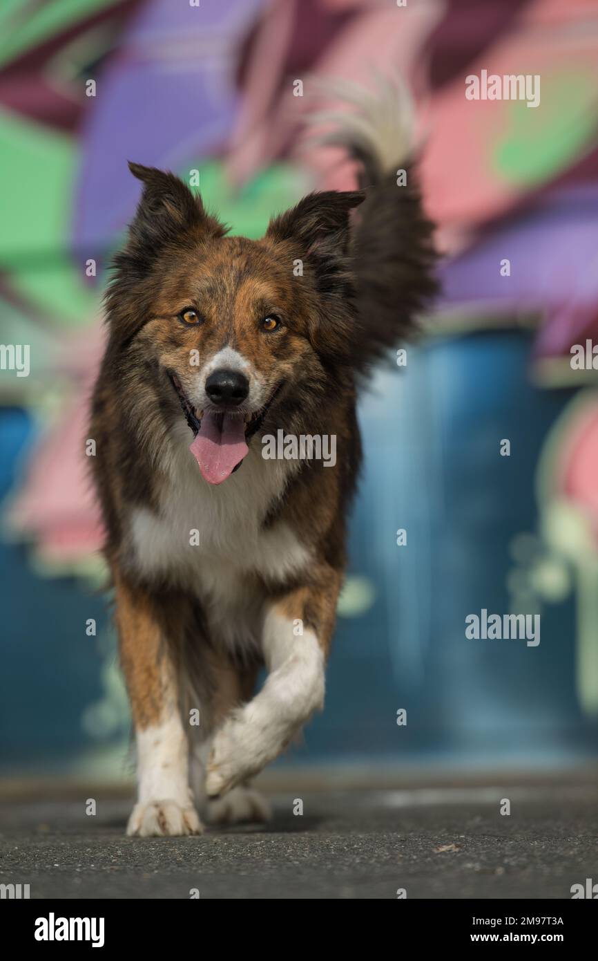 Adult border collie dog with colorful background Stock Photo - Alamy