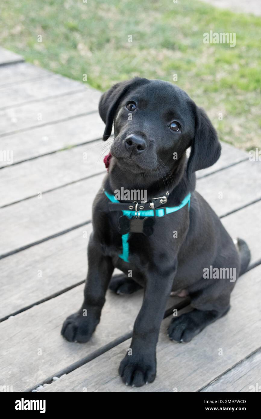 Portrait of a black labrador puppy sitting on a wooden terrace Stock ...
