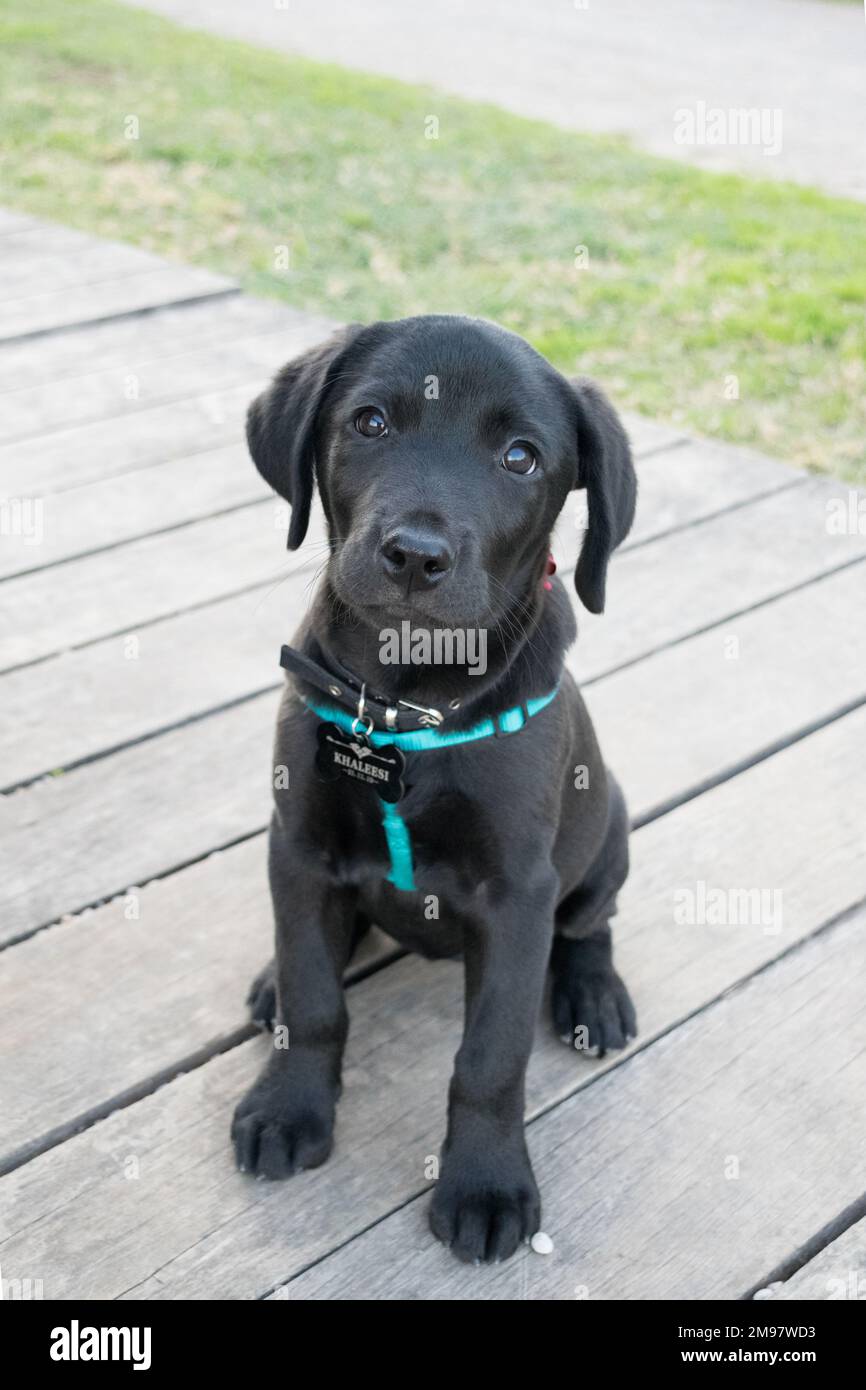 Puppy labrador harness hi-res stock photography and images - Alamy