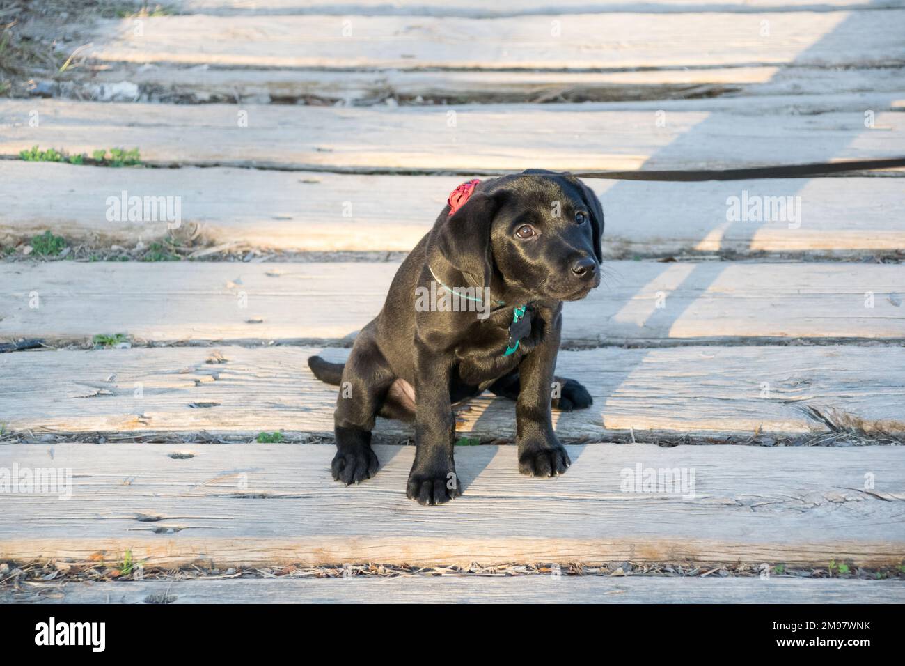 Black Labrador puppy sitting on decking urinating Stock Photo - Alamy