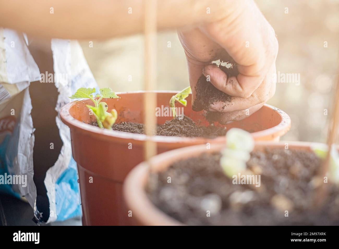 Hand planting young plant in a big pot. Lifestyle Stock Photo - Alamy