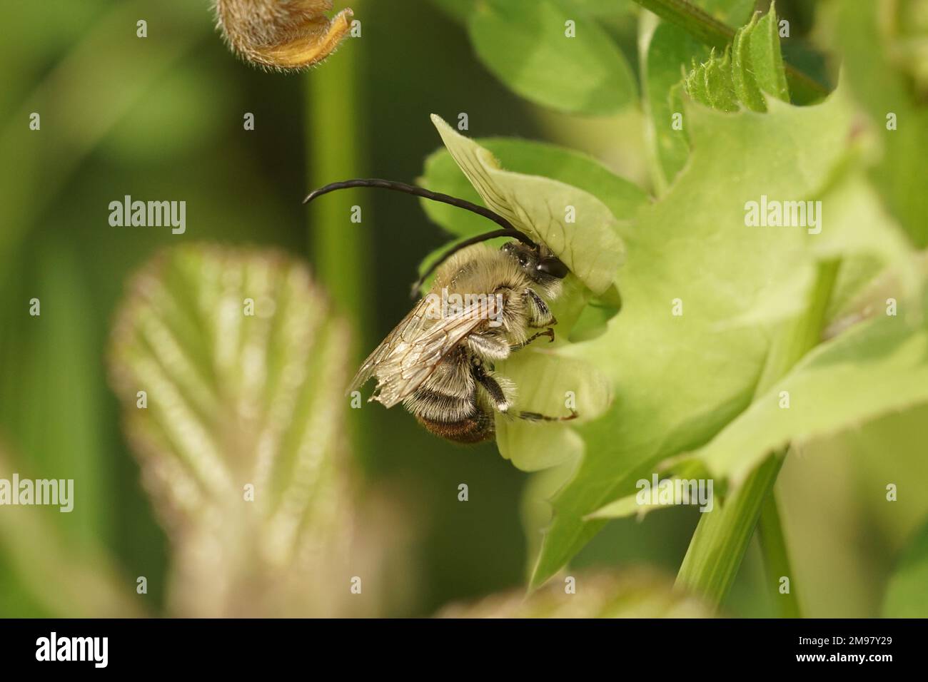 Pea flower bee hi-res stock photography and images - Alamy
