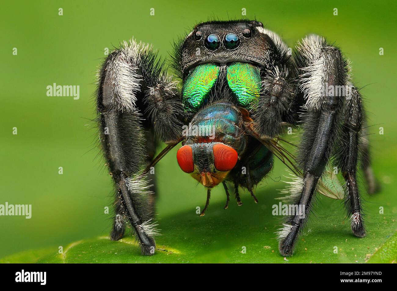 Close-up of a jumping spider on a leaf eating a fly, Indonesia Stock ...