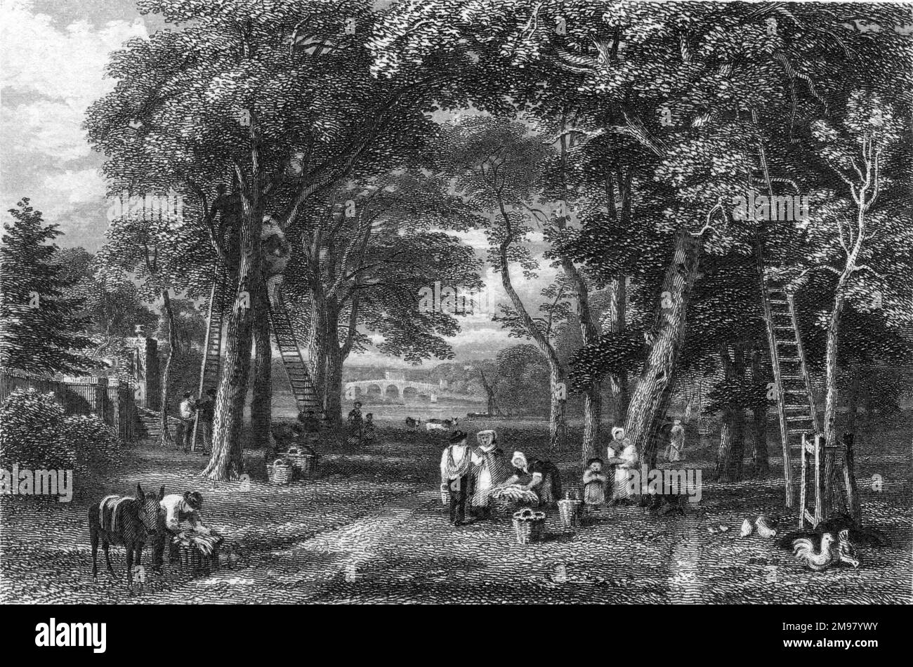 Basket gathering Black and White Stock Photos & Images - Alamy