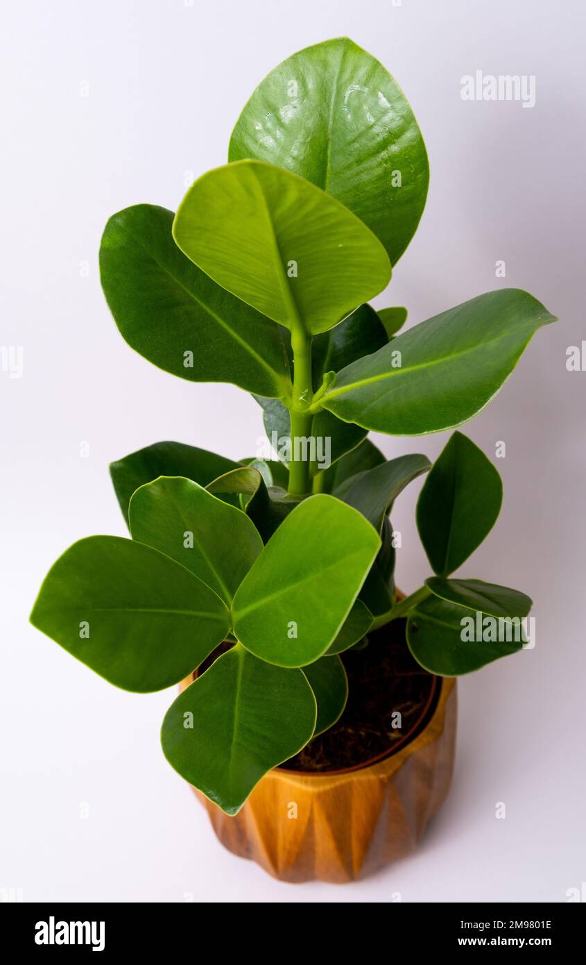 Cupey tree hi-res stock photography and images - Alamy