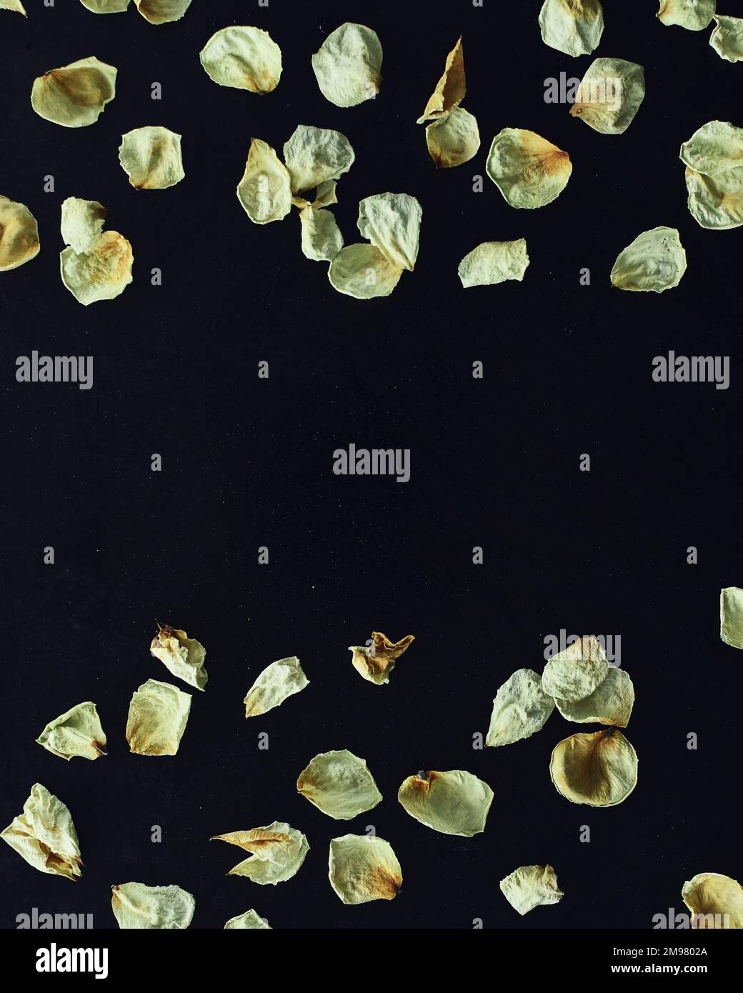 Scattered dried white rose petals on a black background Stock Photo - Alamy