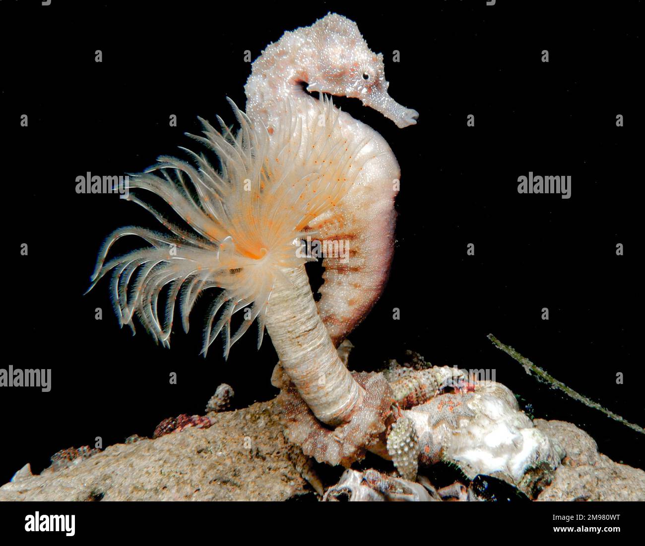 Majestic seahorse attached to a tubeworm Stock Photo - Alamy