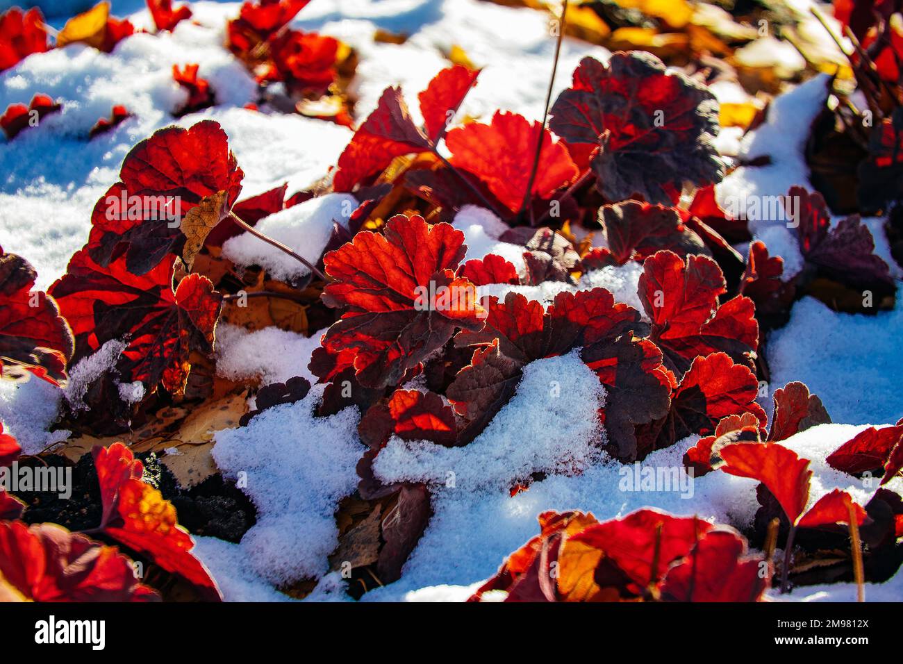 Red plants in snow on lawn. Winter background. Thaw Stock Photo - Alamy