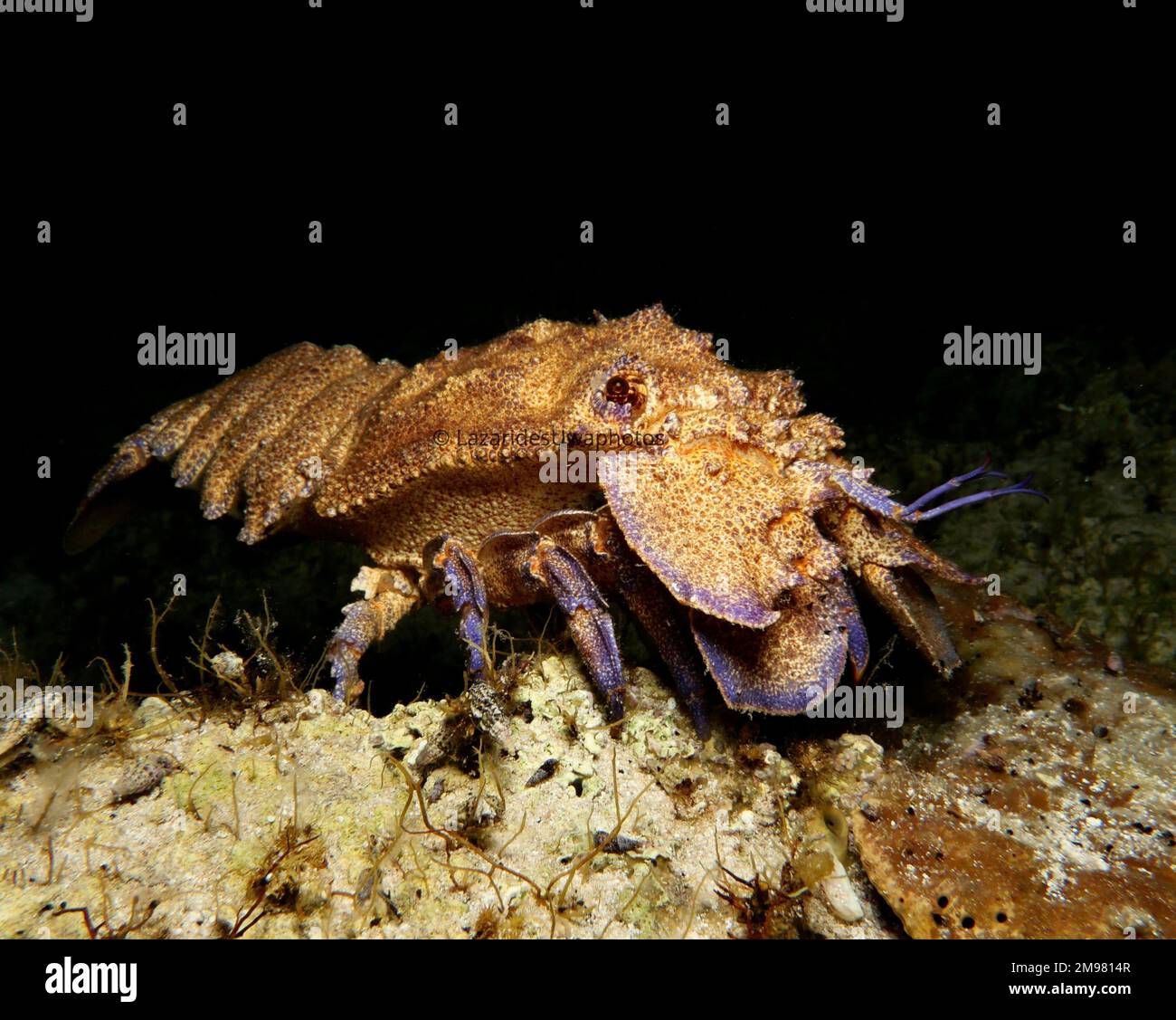 Mediterranean slipper lobster - Scyllarides latus from Cyprus Stock ...
