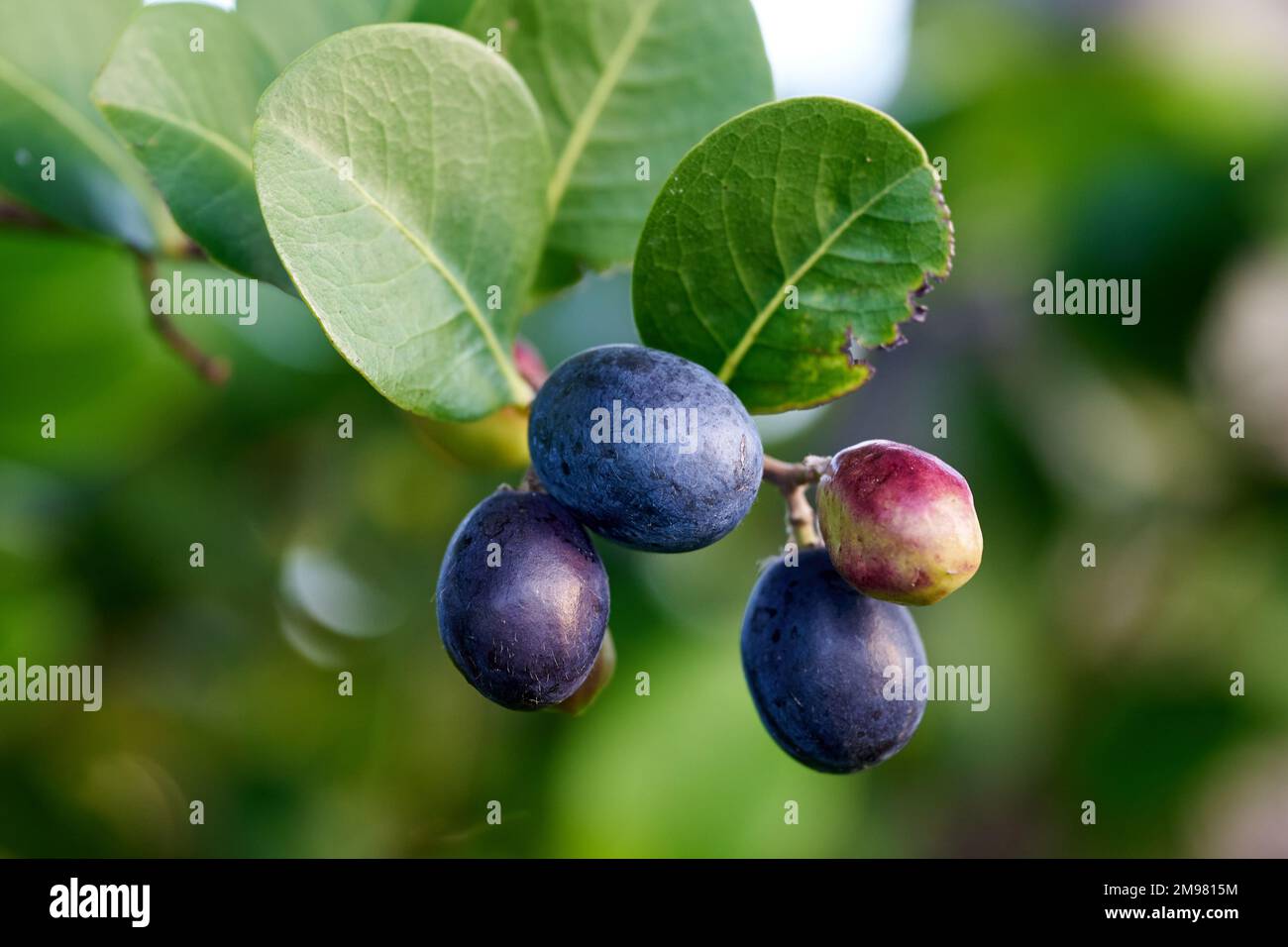 A closeup of blueberries on a tree branch against the blurred ...
