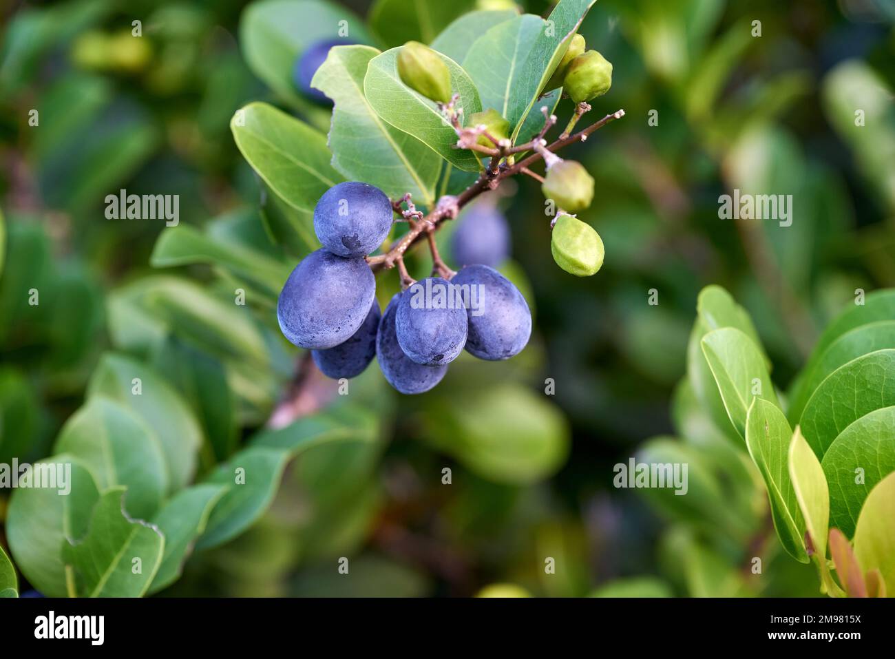 A closeup of blueberries on a tree branch against the blurred ...