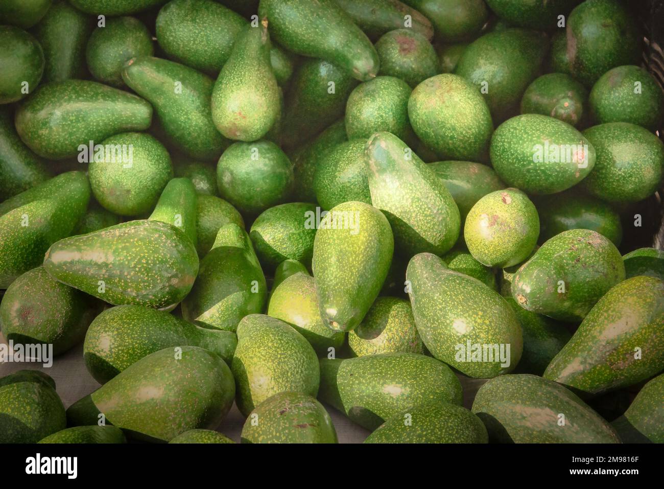 Close up ready eat avocados hi-res stock photography and images - Alamy