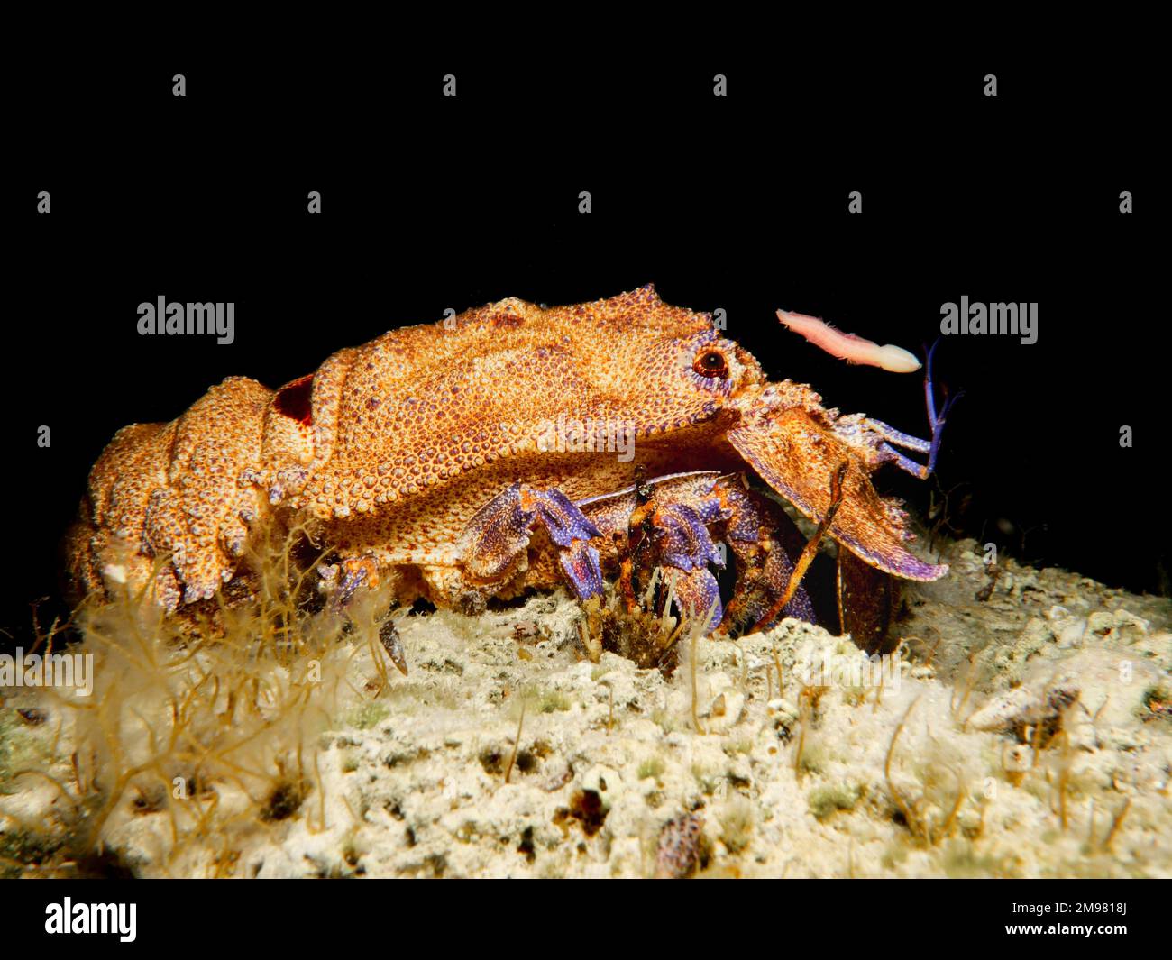 Mediterranean slipper lobster - Scyllarides latus from Cyprus Stock ...