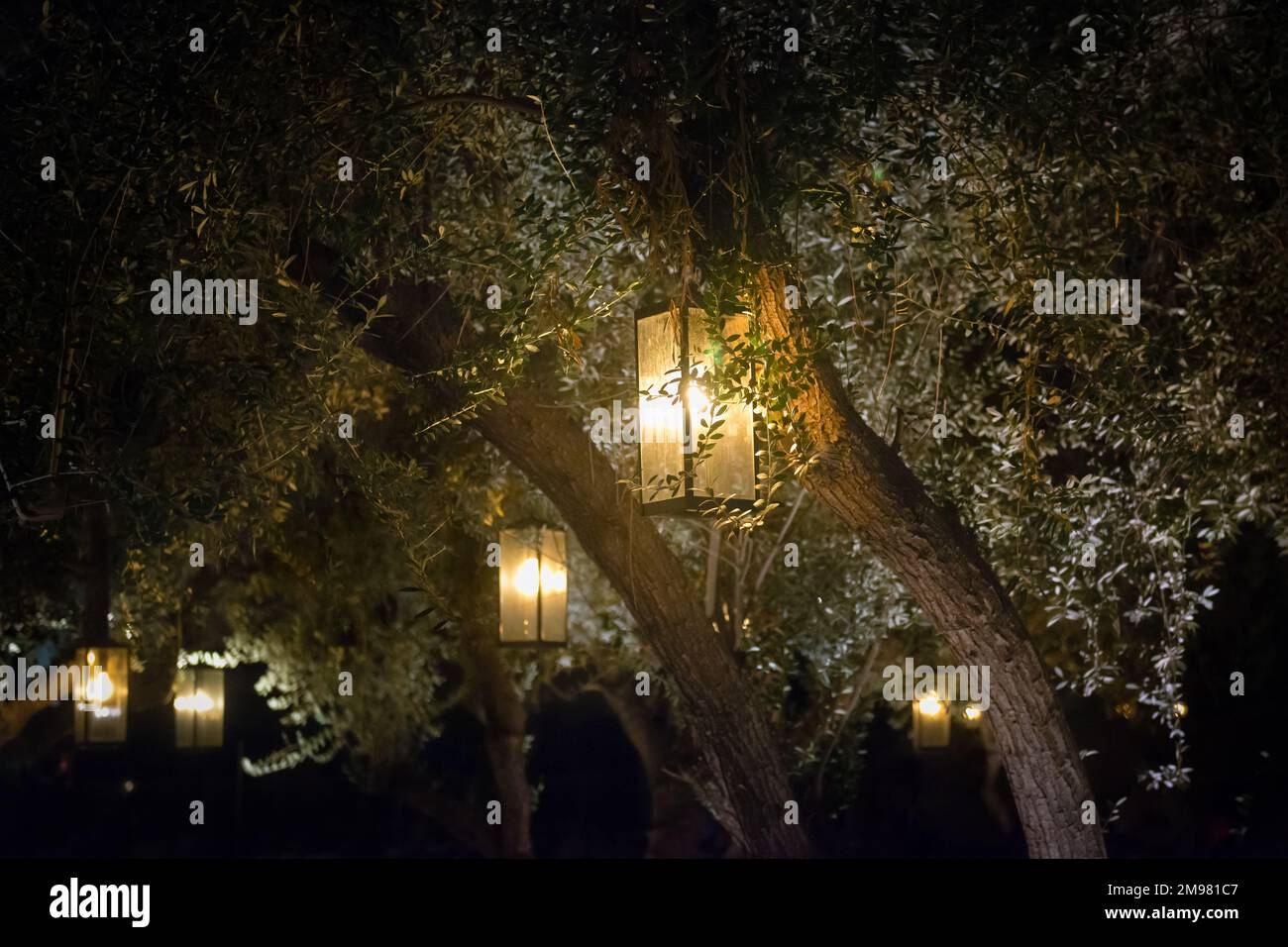 Hanging lights lantern lanterns tree trees hi-res stock photography and ...