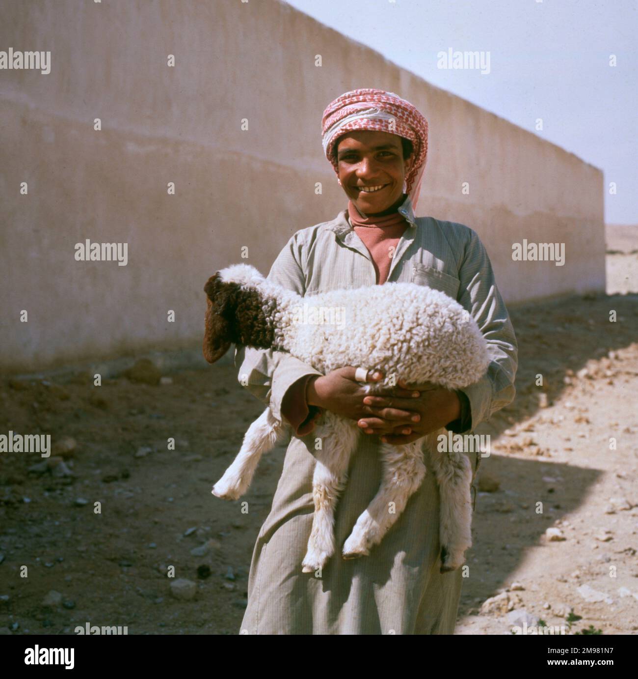 Sheep and a lamb hi-res stock photography and images - Alamy