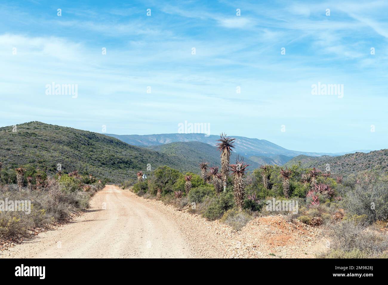 Tall aloes are visible on the Rooiberg Pass between Van Wyksdorp and ...