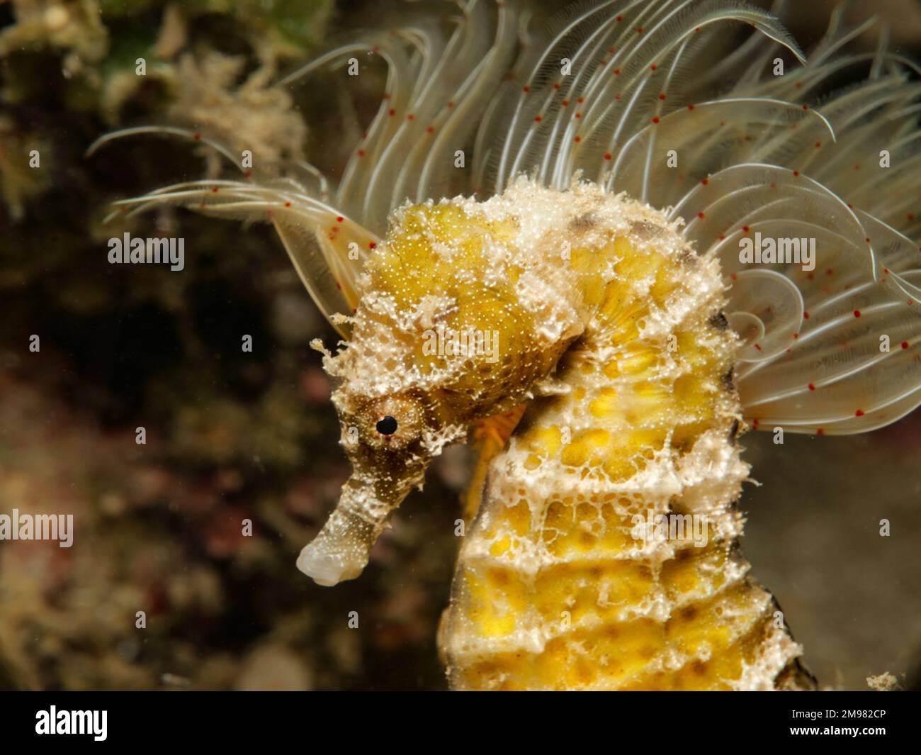 Nudibranch from cyprus hi-res stock photography and images - Alamy