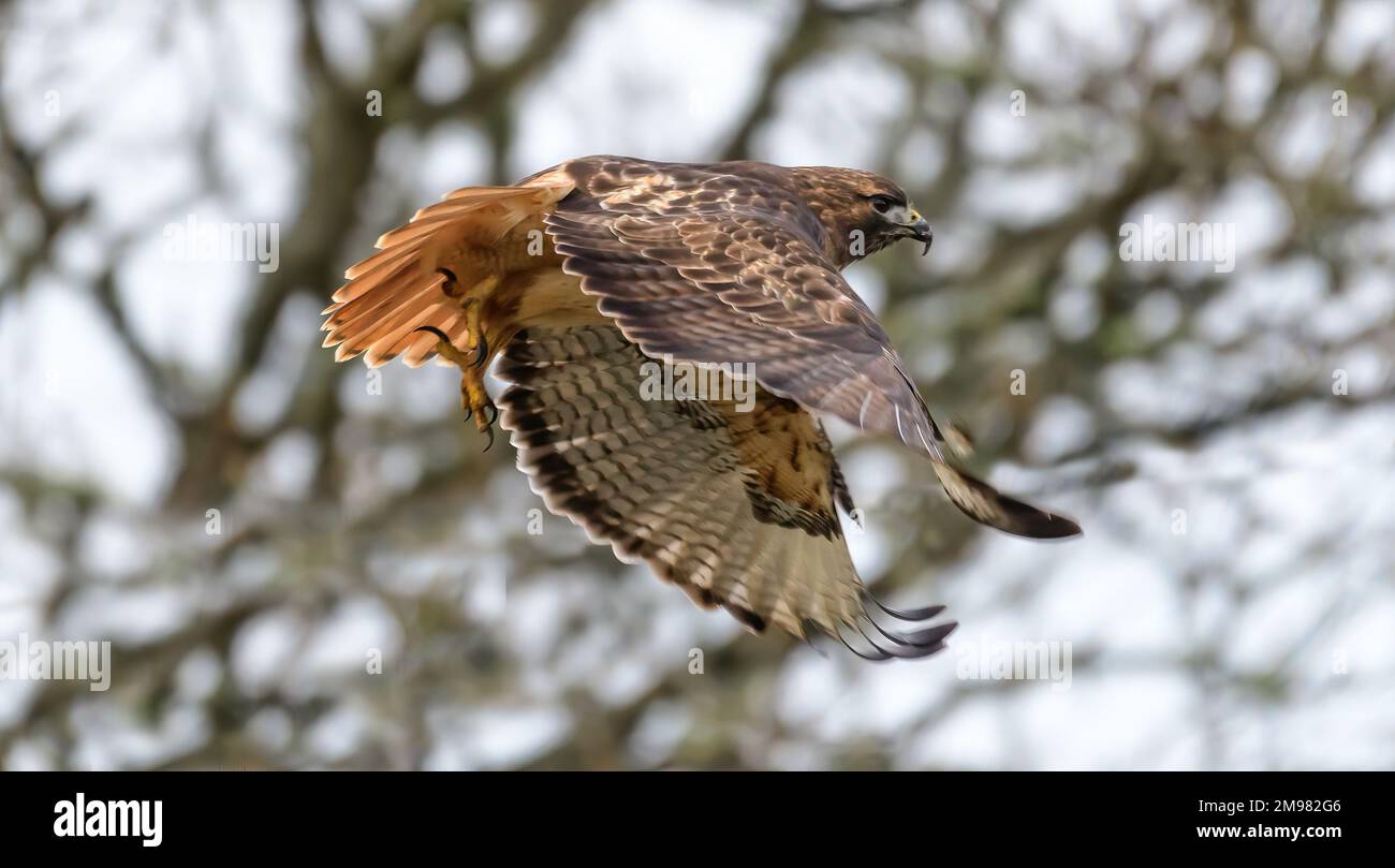 Red tailed hawk side view hi-res stock photography and images - Alamy