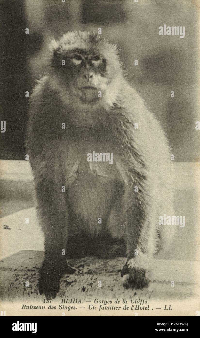 Monkeys in the hotel hi-res stock photography and images - Alamy