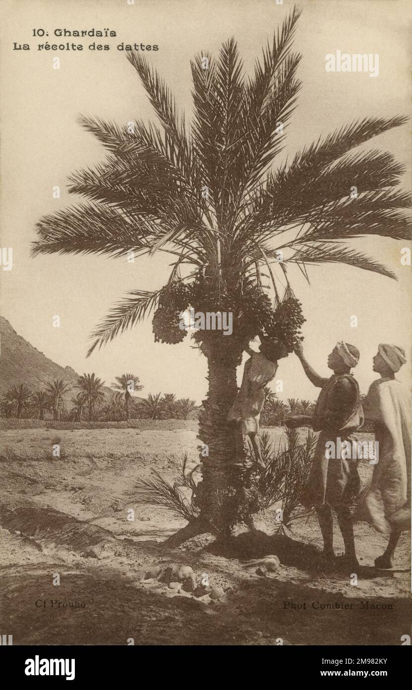 Date picking, Ghardaia. A child climbs up a date palm to harvest the ...