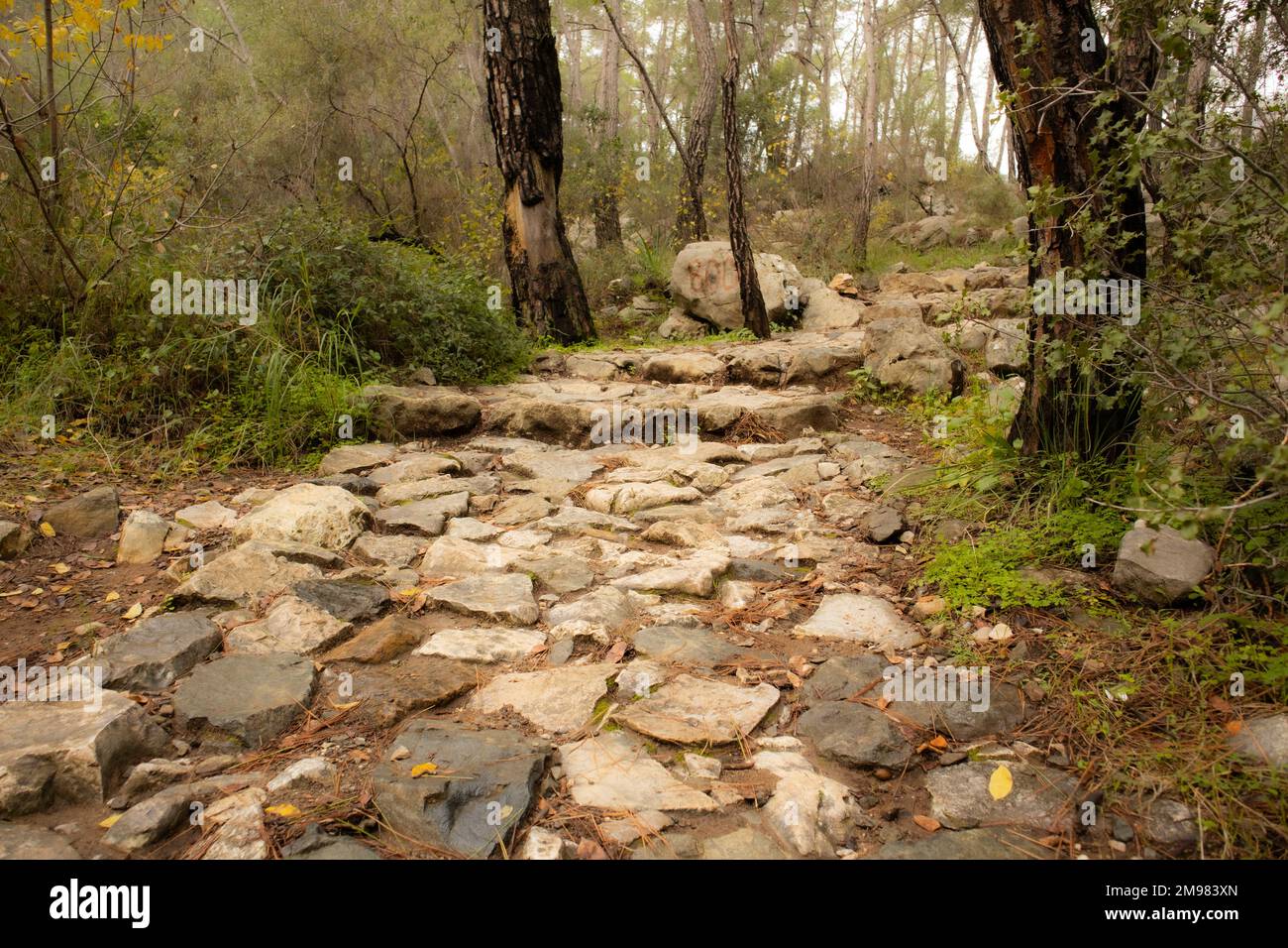 Part of the famous Lycian Trail in Antalya presented cobblestone ...