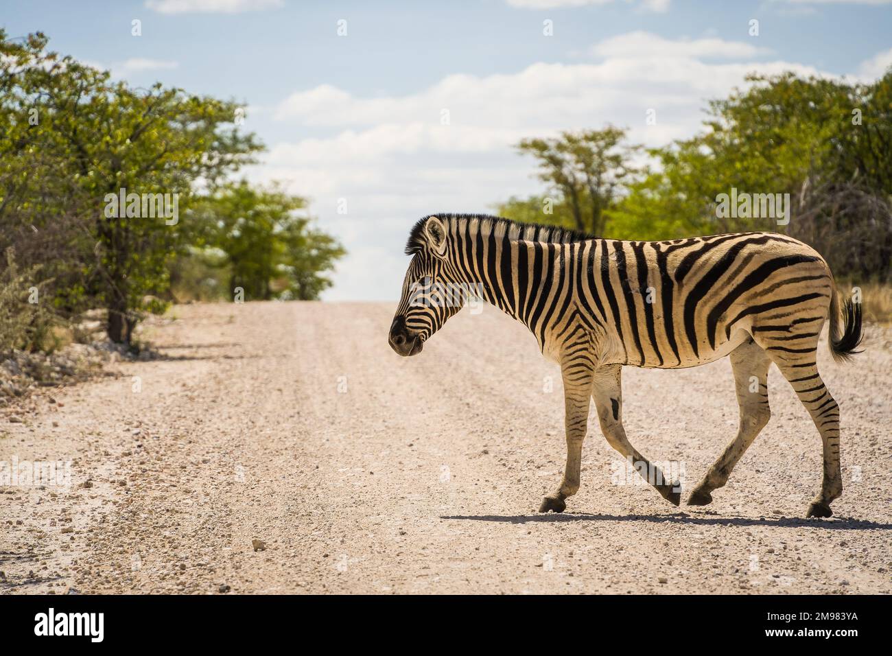 Zebras in Etosha National Park, Namibia Stock Photo - Alamy