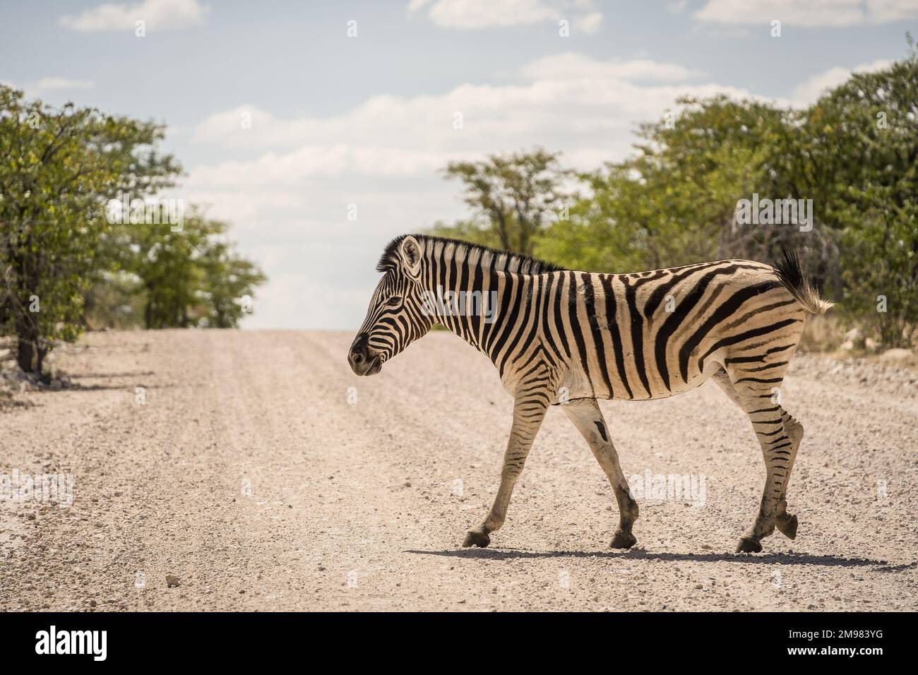 Zebras in Etosha National Park, Namibia Stock Photo - Alamy