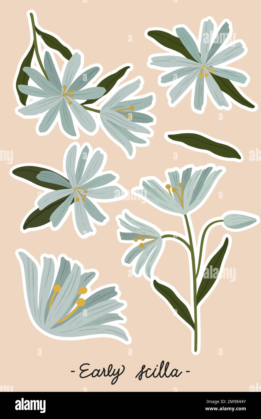 Early scilla flower Stock Vector Images - Alamy