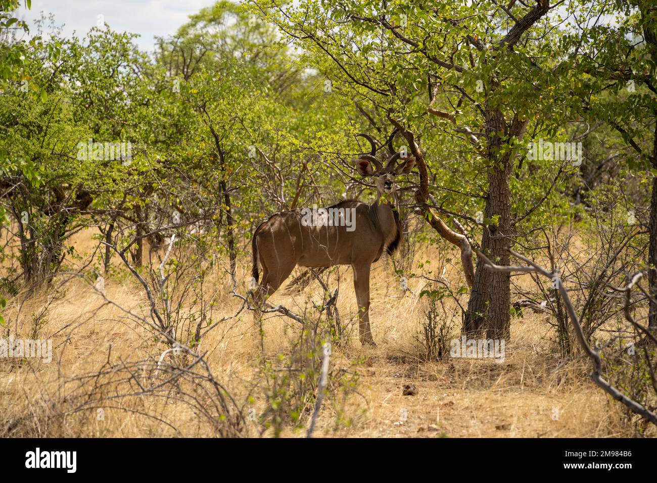 Wildlife in Etosha National Park, Namibia Stock Photo - Alamy