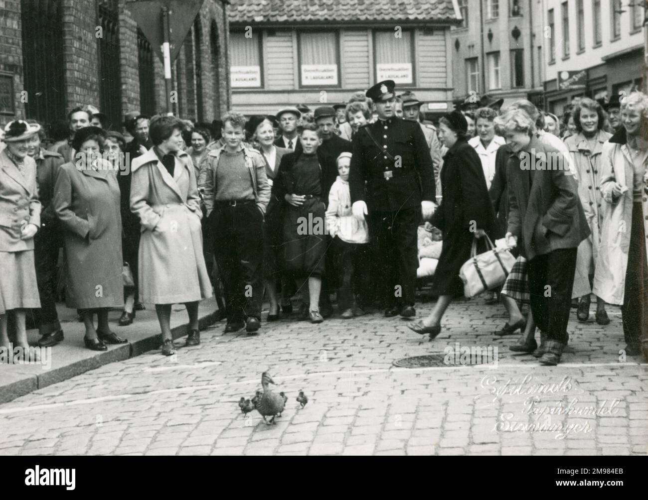 Excited residents and passers-by watch a family of ducks make their way ...