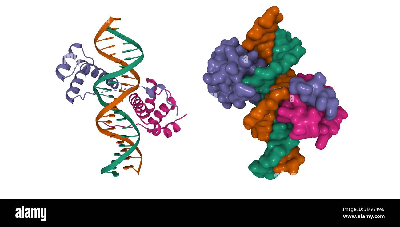 Pbx1, homeobox protein HOX-B1-DNA ternary complex. 3D cartoon and ...