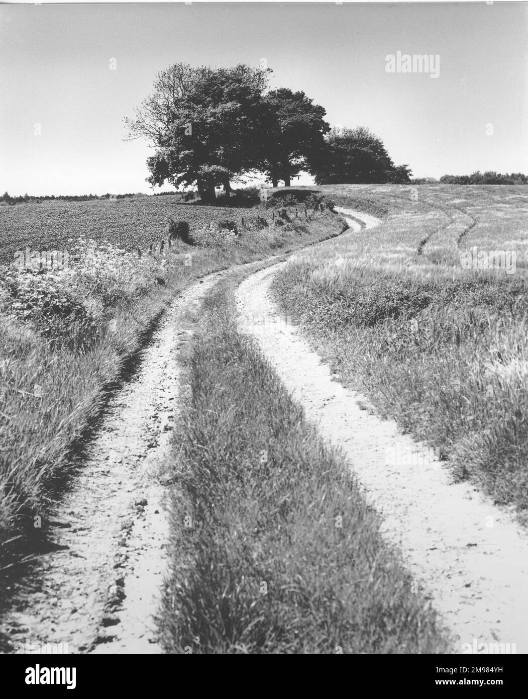 A winding country path leading to trees on the skyline at Bix ...