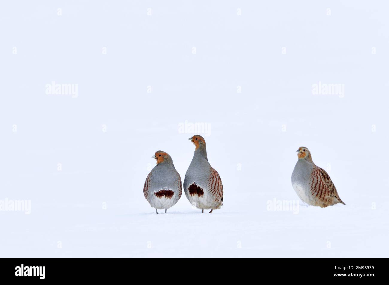 Grey Partridge (Perdix perdix) covey of birds sheltering behind a hedge ...