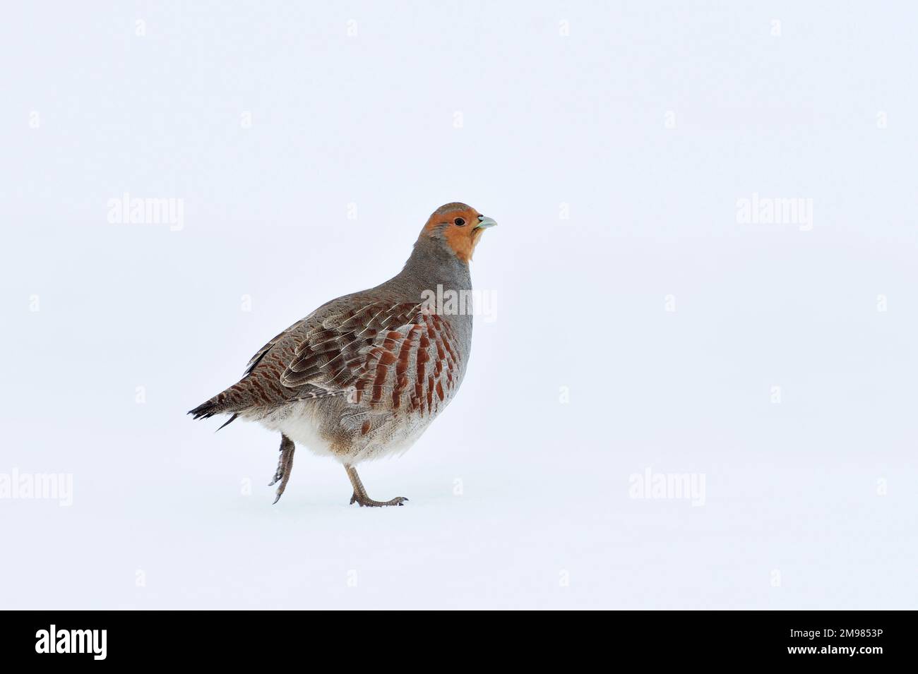 English partridge snow hi-res stock photography and images - Alamy