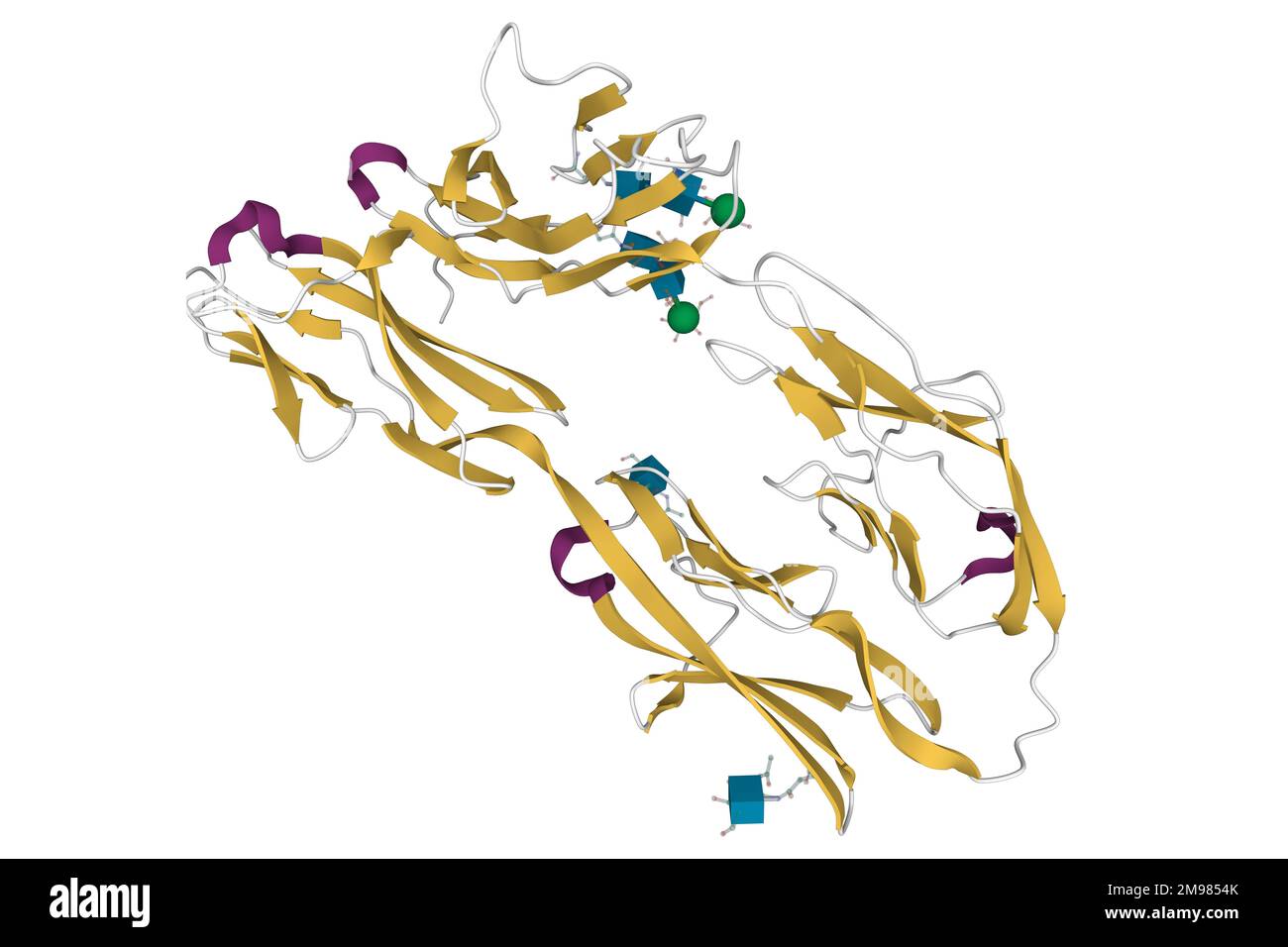 Structure of DCC, a netrin-1 receptor. 3D cartoon model, secondary ...