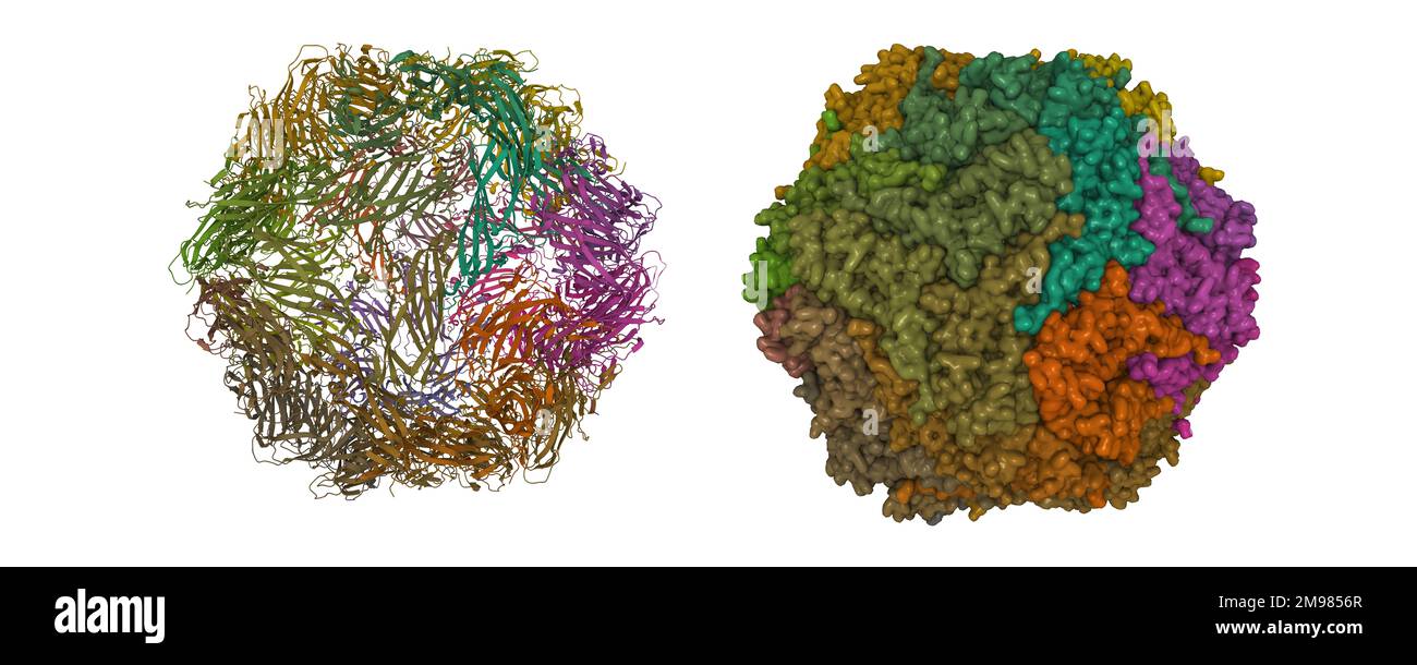 Structure of porcine circovirus 2. 3D cartoon and Gaussian surface ...