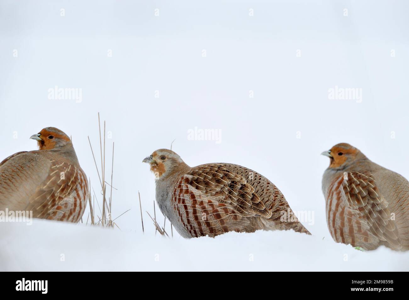 Grey Partridge (Perdix perdix) covey of birds sheltering behind a hedge ...