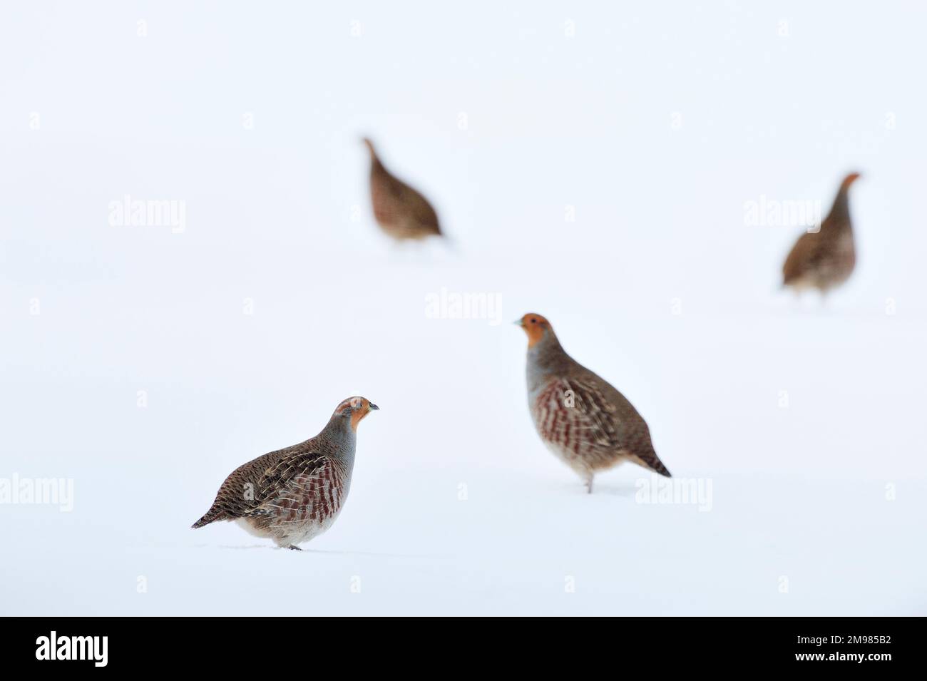 Grey Partridge (Perdix perdix) covey of birds sheltering behind a hedge ...