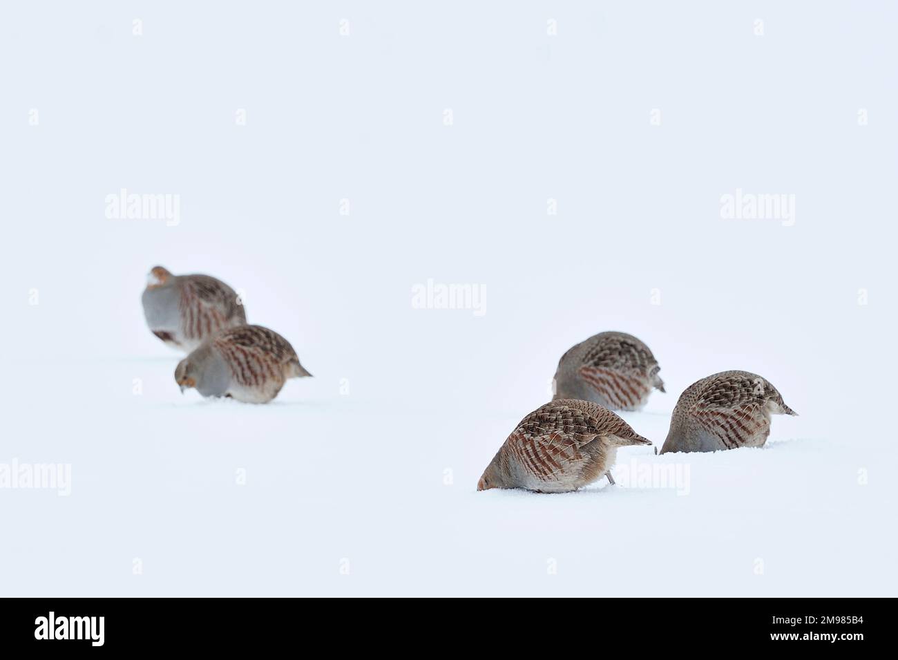 Grey Partridge (Perdix perdix) covey of birds foraging in the shelter ...