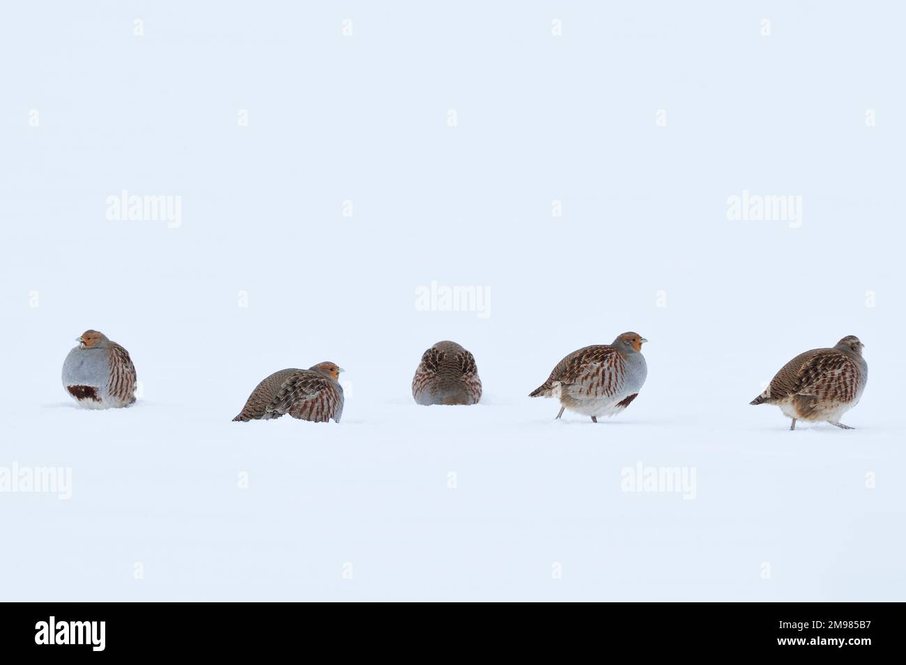 Grey Partridge (Perdix perdix) covey of birds sheltering behind a hedge ...