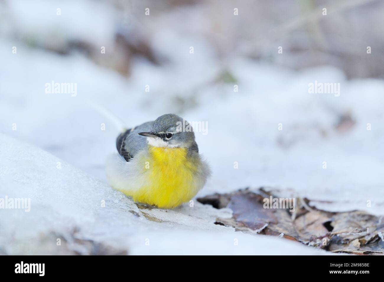 Grey Wagtail (Motacilla cinerea) foraging on wet boggy ground close to ...