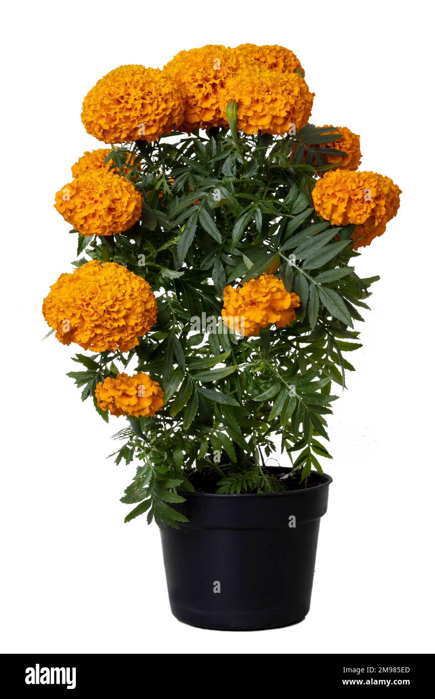 Hispanic altar Cut Out Stock Images & Pictures - Alamy