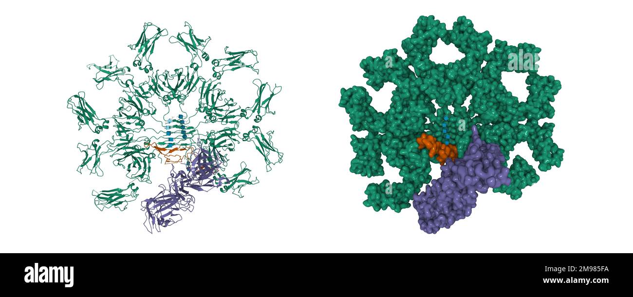 Structure of human IgM-Fc (green) in complex with the J chain (brown ...