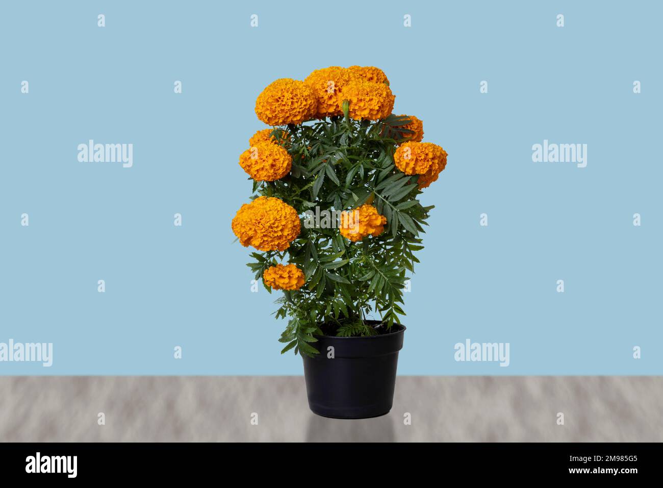 Mexico flower cempasuchil hi-res stock photography and images - Alamy