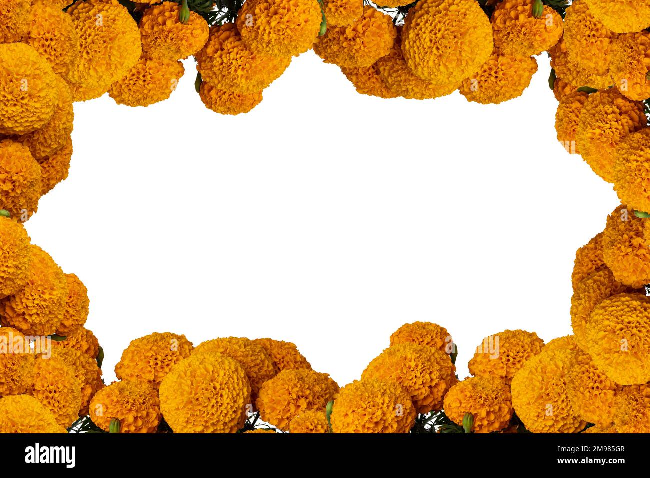 Cempasuchil flower frame with colored background and space for text ...